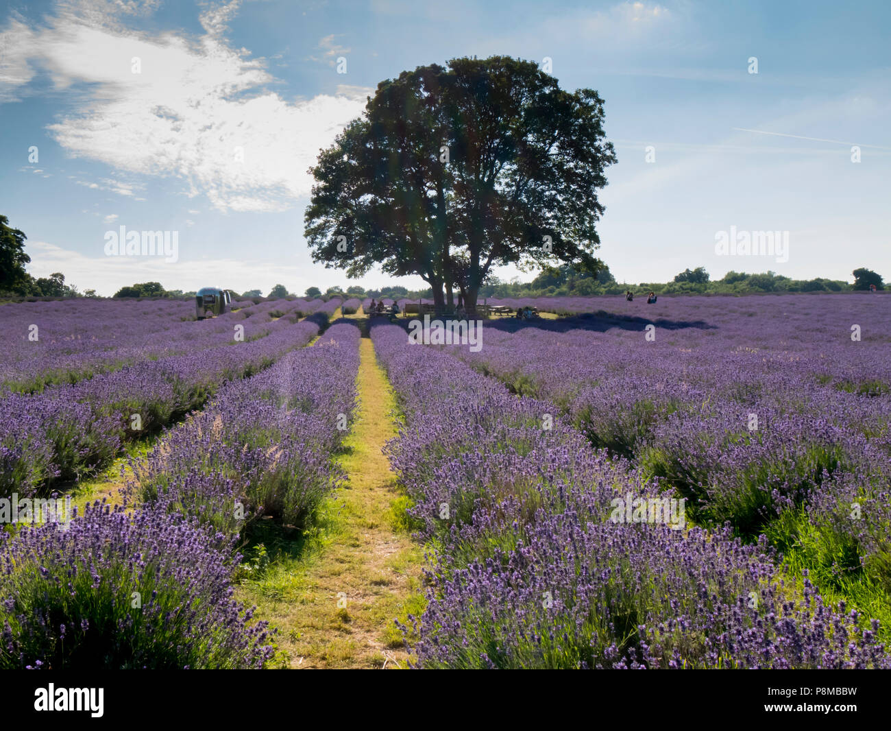 Europe, UK, England, London, Mayfield lavender farm Stock Photo - Alamy