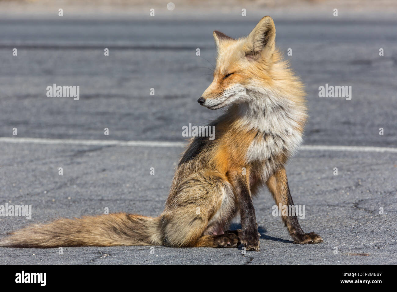 Red Fox sitting on the side of the road at Island Beach State Park in ...