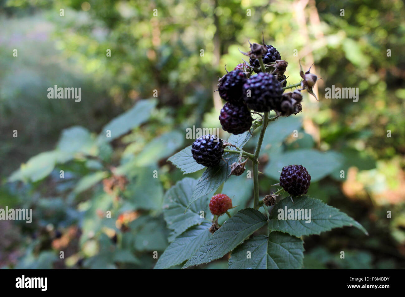 Black berries in the sun hi-res stock photography and images - Alamy