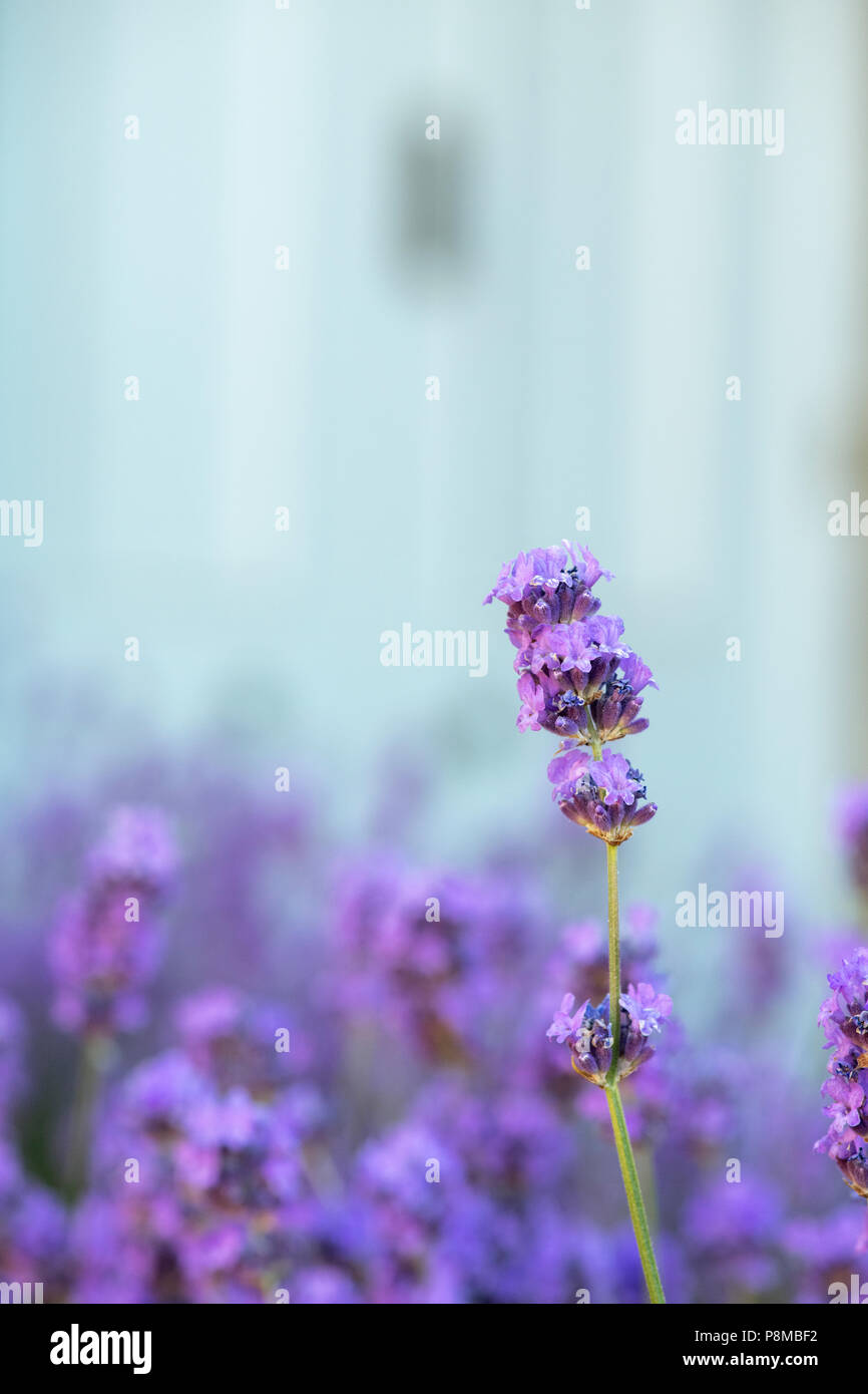 Pale lavender color hi-res stock photography and images - Alamy