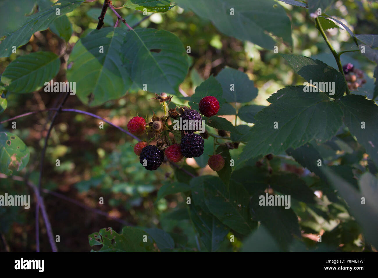 bush of raspberries in the forest Stock Photo - Alamy