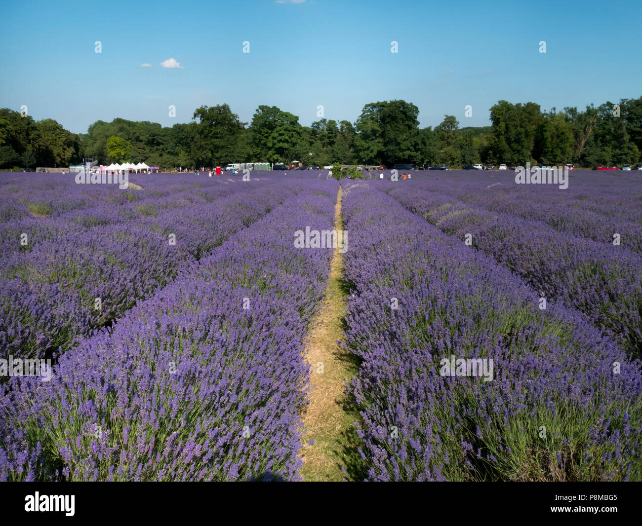 Europe, UK, England, London, Mayfield lavender farm Stock Photo - Alamy