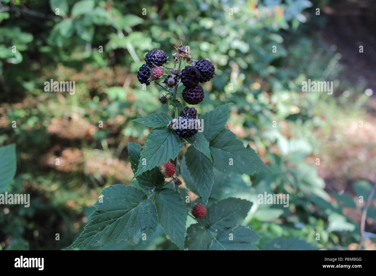 bush of raspberries in the forest Stock Photo - Alamy
