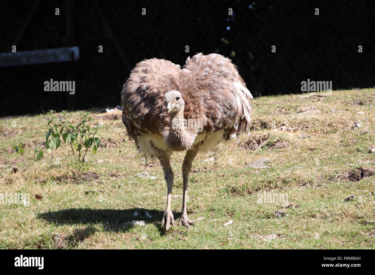 Rhea zoo hi-res stock photography and images - Alamy