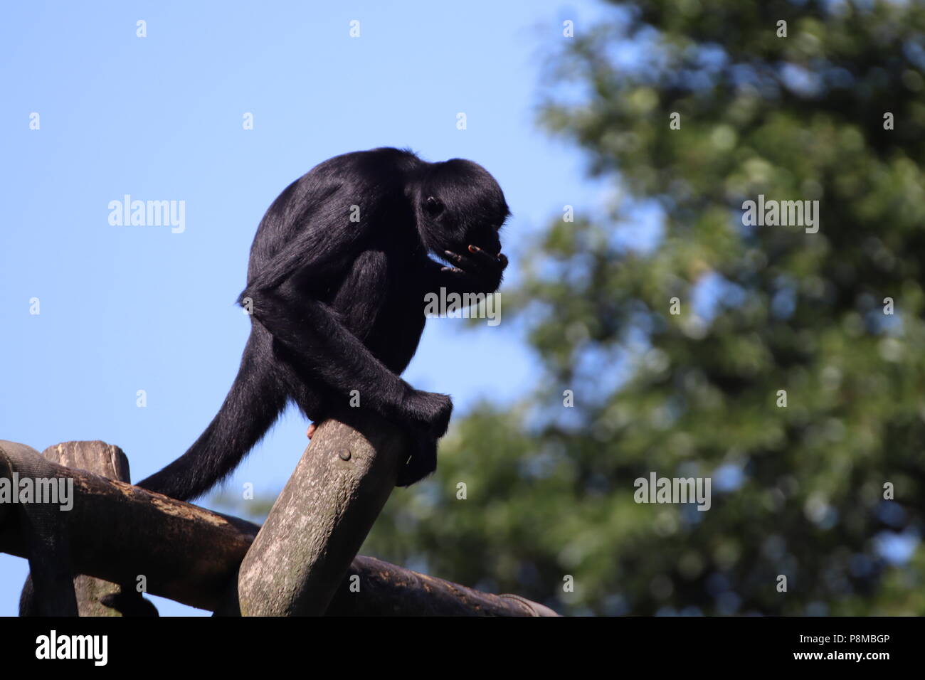 Bellevue zoo hi-res stock photography and images - Alamy