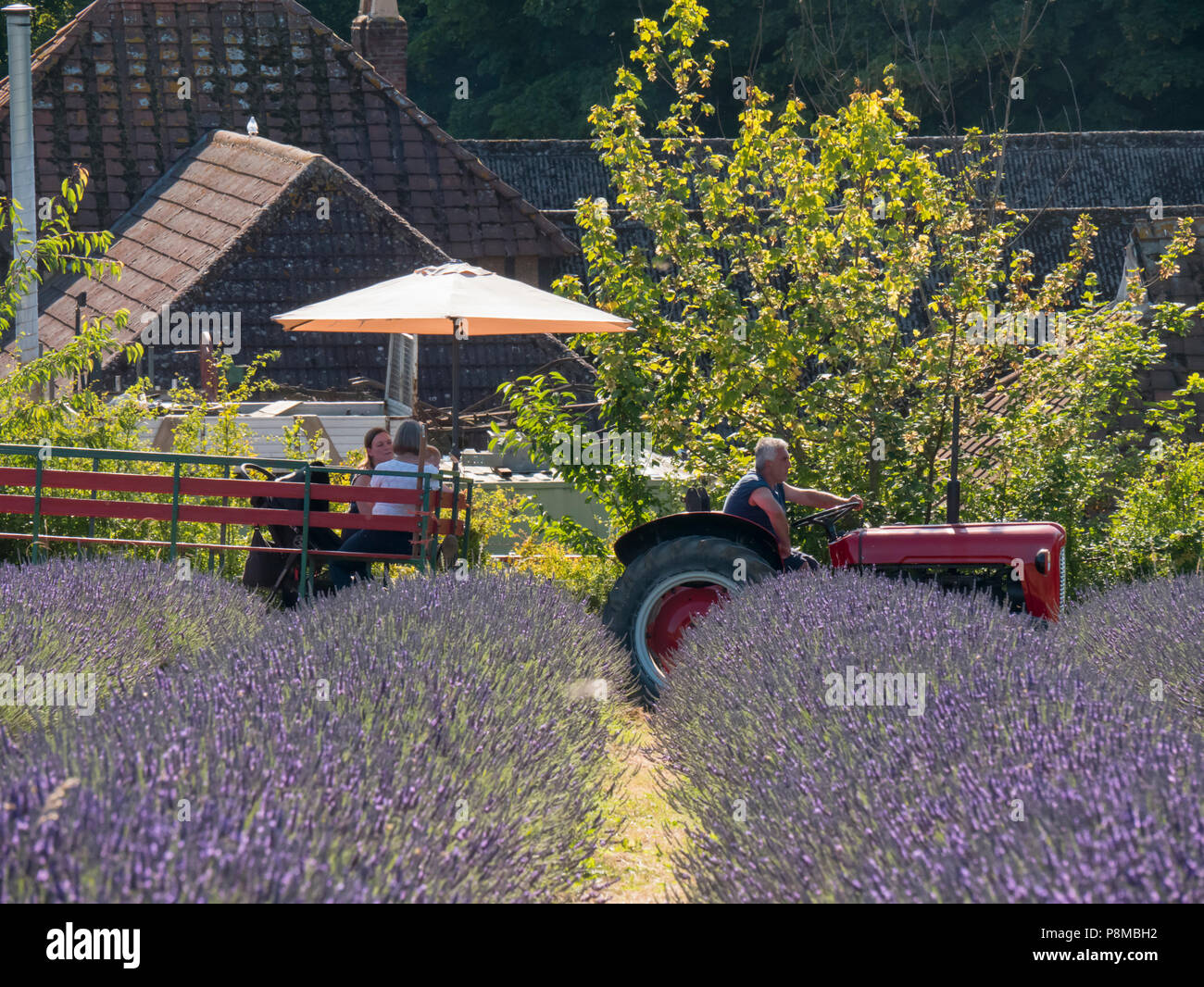 South london lavender field hi-res stock photography and images - Alamy