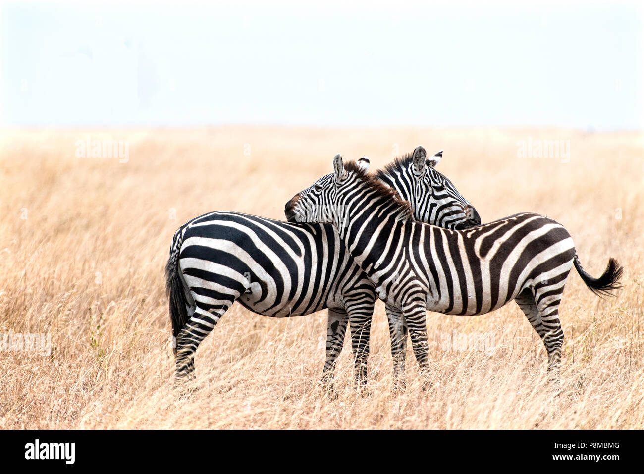 Two zebras resting hi-res stock photography and images - Alamy