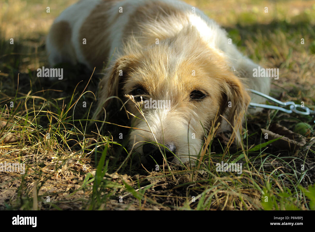 dog on chain Stock Photo - Alamy