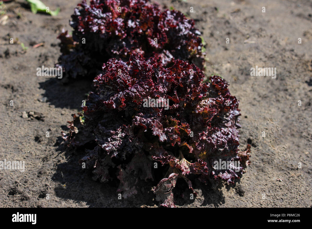 Lollo rossa leaves hi-res stock photography and images - Alamy