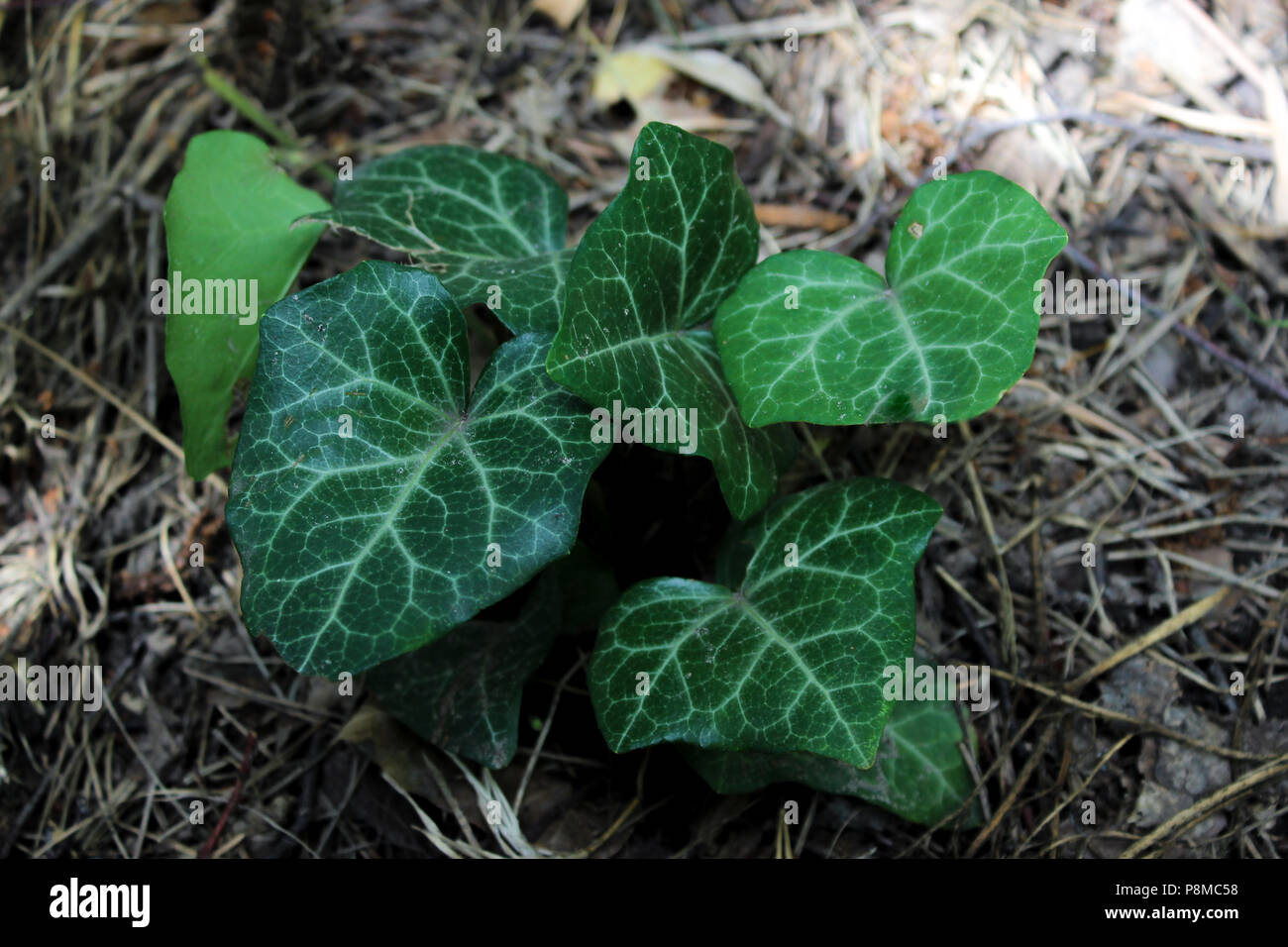 Leaf hedera hi-res stock photography and images - Alamy