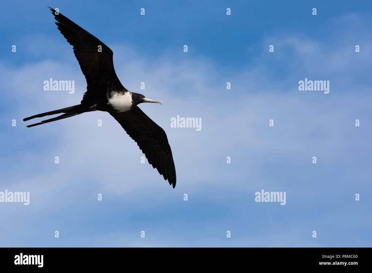 Female flying magnificent frigatebird Stock Photo - Alamy