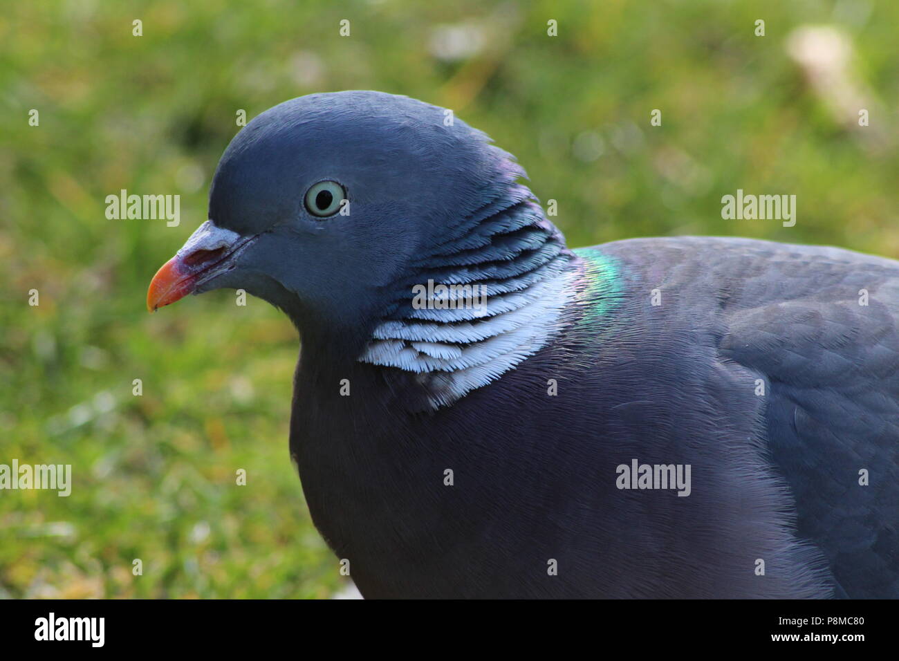 Face on pigeon hi-res stock photography and images - Alamy