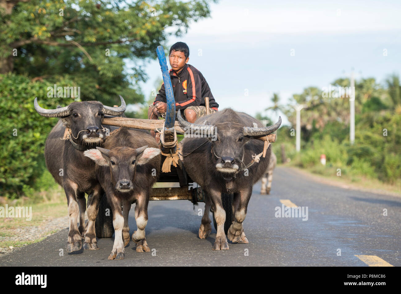 a Buffalo cart on a road near the city centre of Kampong Thom of ...