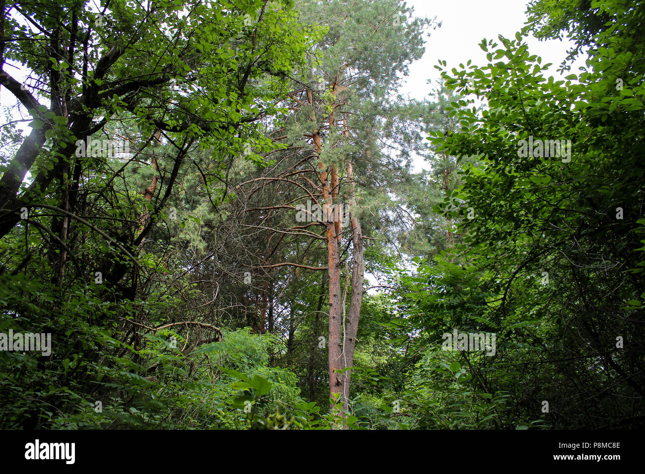 Summer forest green hi-res stock photography and images - Alamy