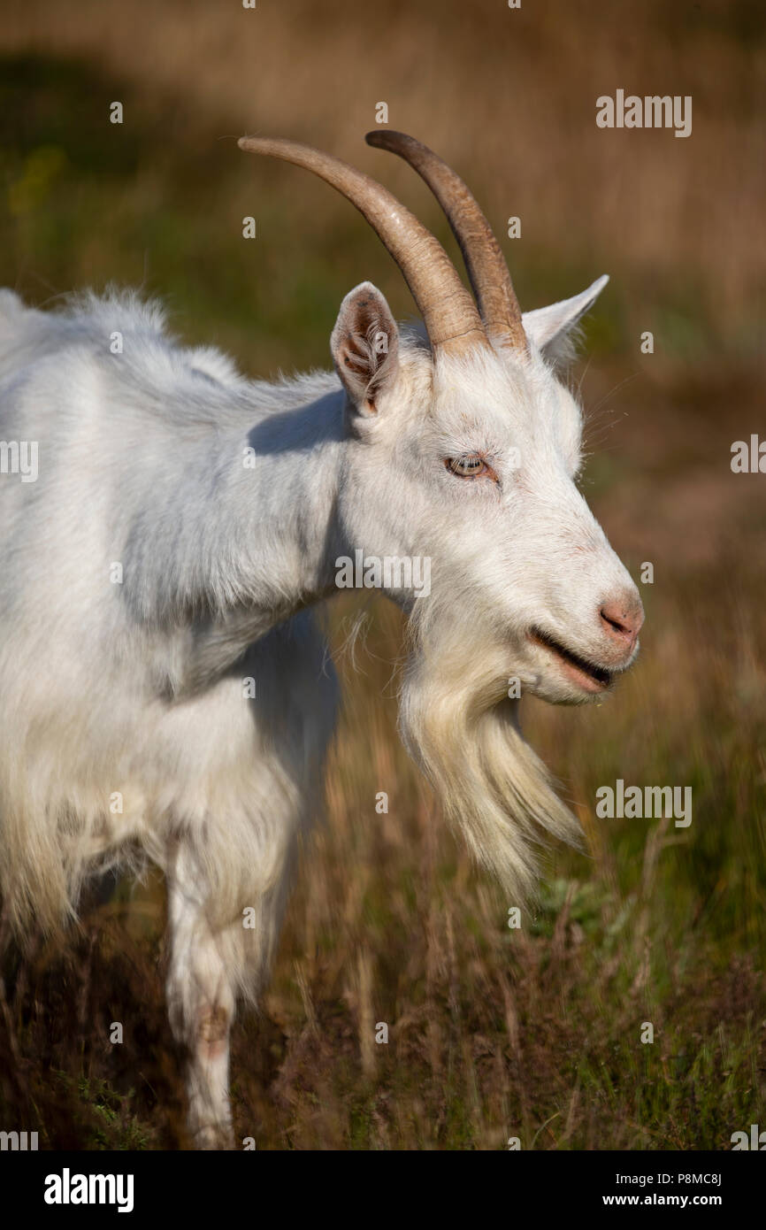 Large Billy Goat High Resolution Stock Photography and Images - Alamy