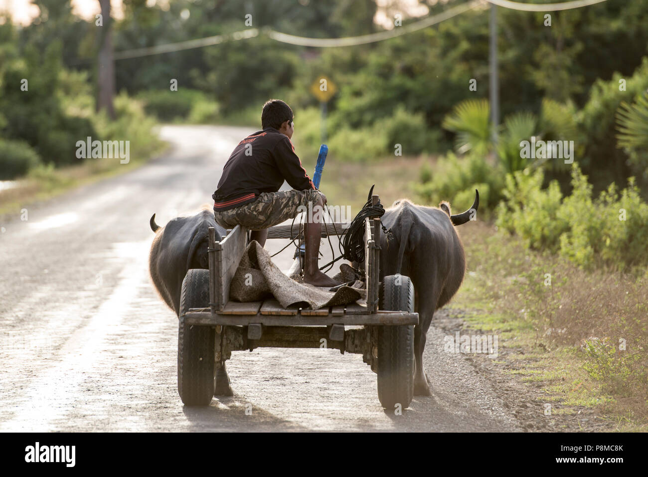 a Buffalo cart on a road near the city centre of Kampong Thom of ...