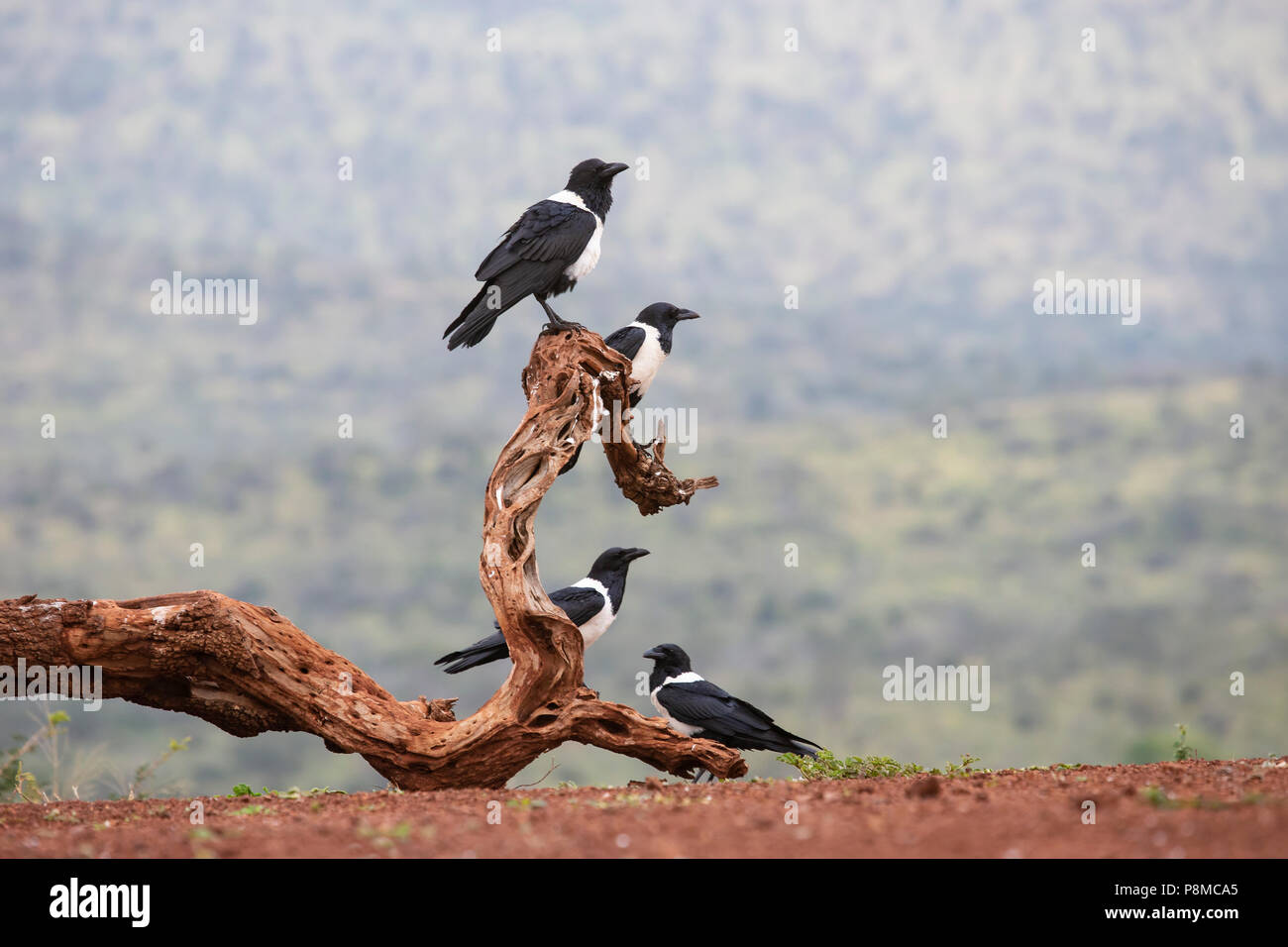 Group of crows hi-res stock photography and images - Alamy