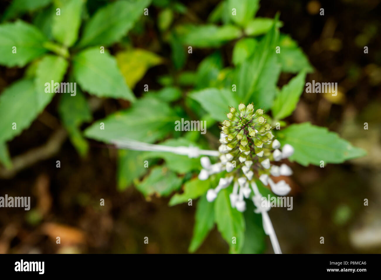 Cats whiskers plant hi-res stock photography and images - Alamy