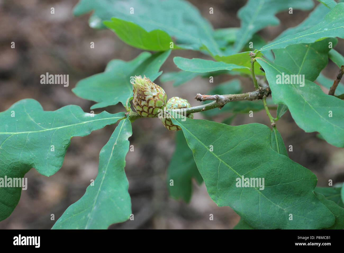 Oak sprig hi-res stock photography and images - Alamy