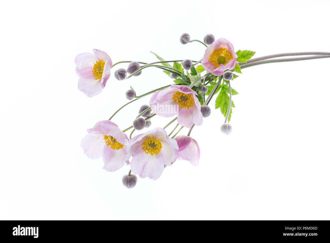 Top view pink greeting Cut Out Stock Images & Pictures - Alamy