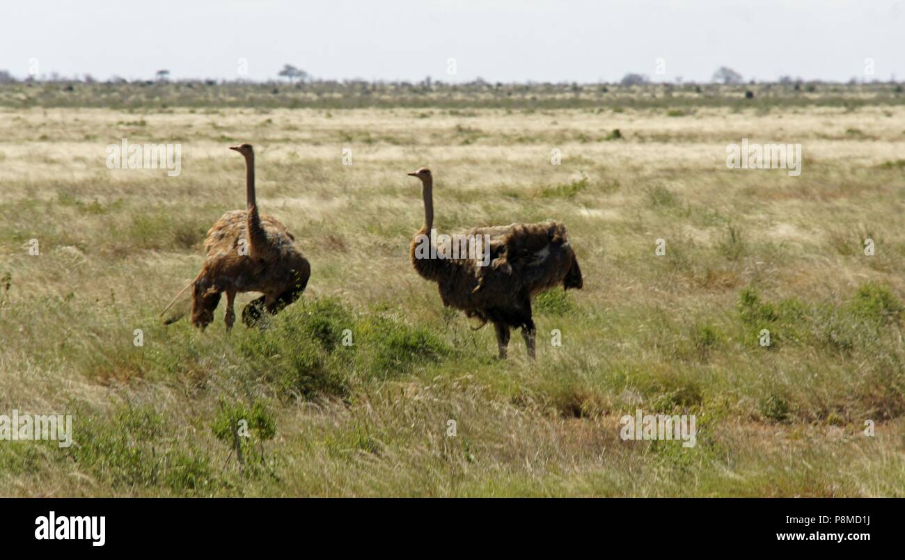 wild living ostrich bird in the savanna of national park in kenya Stock ...