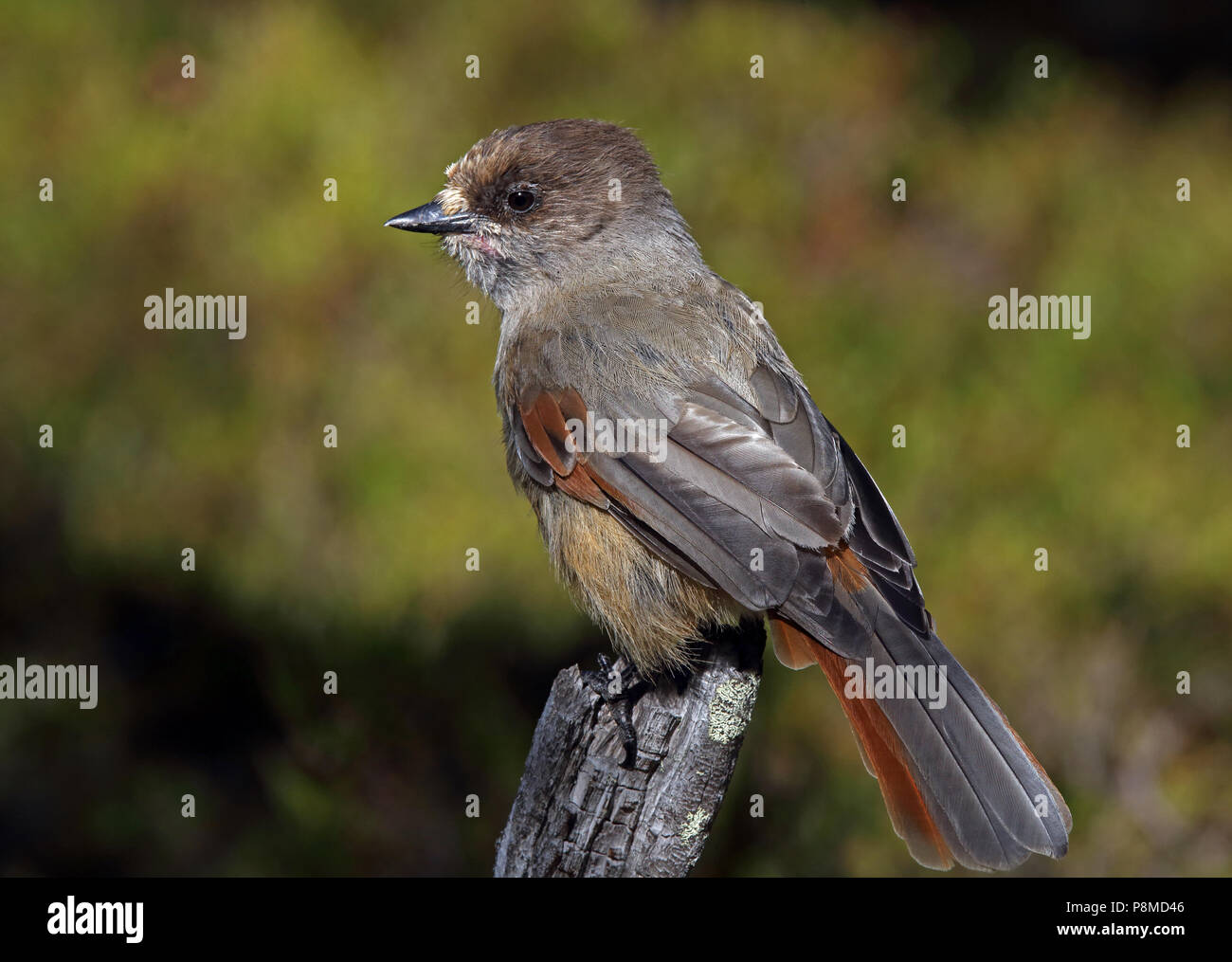 Siberian jay, Perisoreus infaustus Stock Photo - Alamy