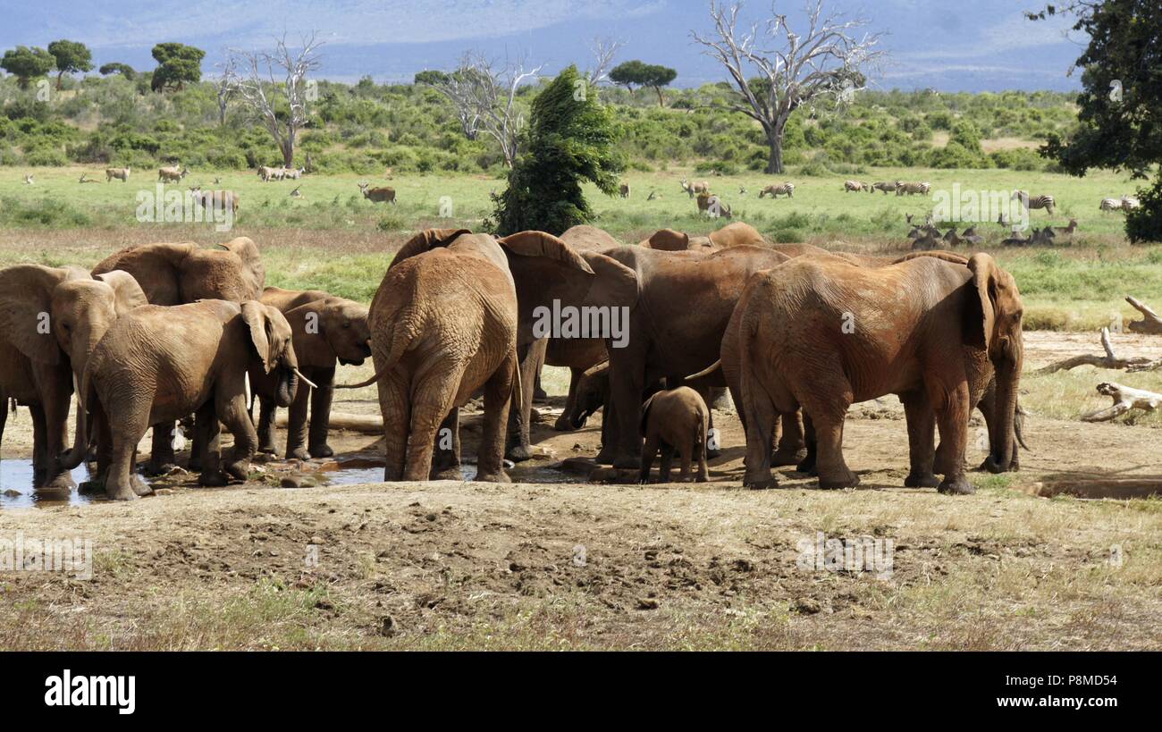 wild living elephants in a kenyan national park Stock Photo - Alamy