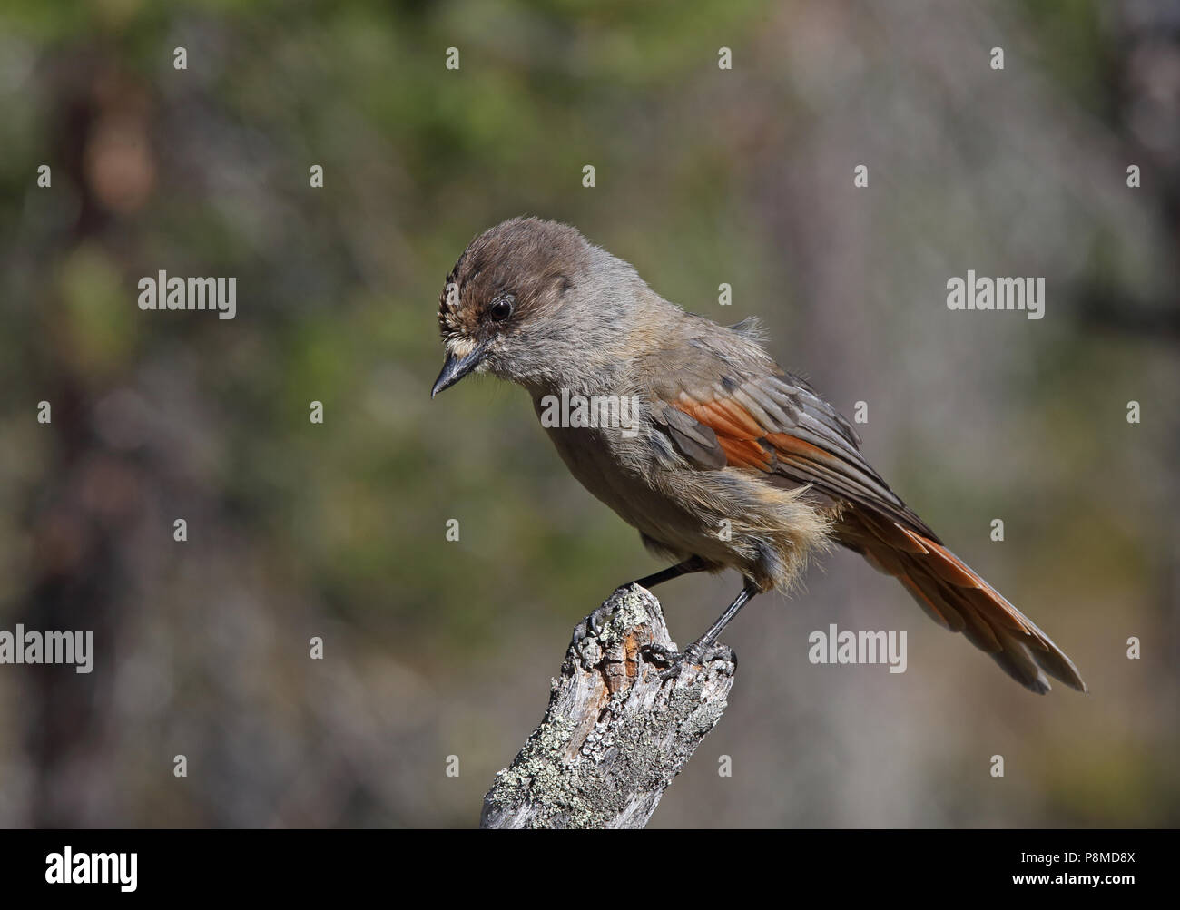 Siberian jay, Perisoreus infaustus Stock Photo - Alamy