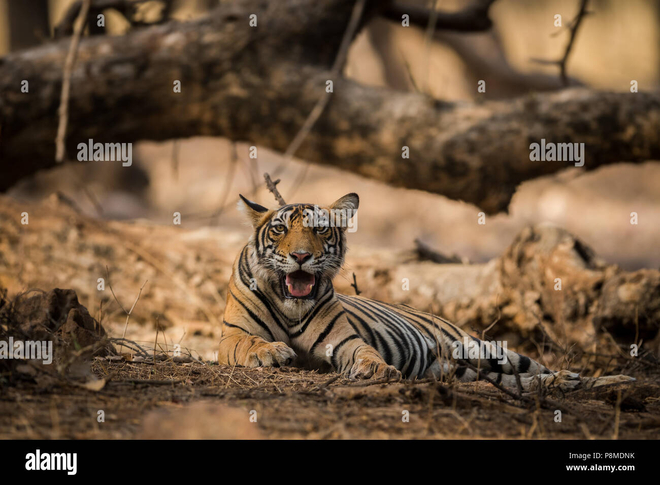 Straight extinction hi-res stock photography and images - Alamy