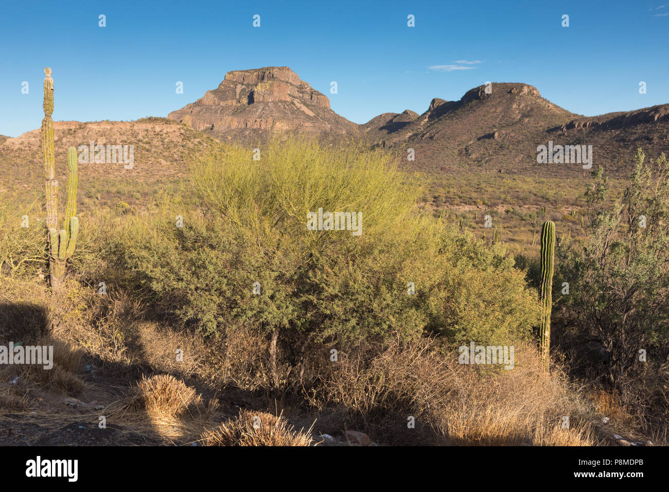 Landscape, Baja California Sur, Mexico Stock Photo - Alamy