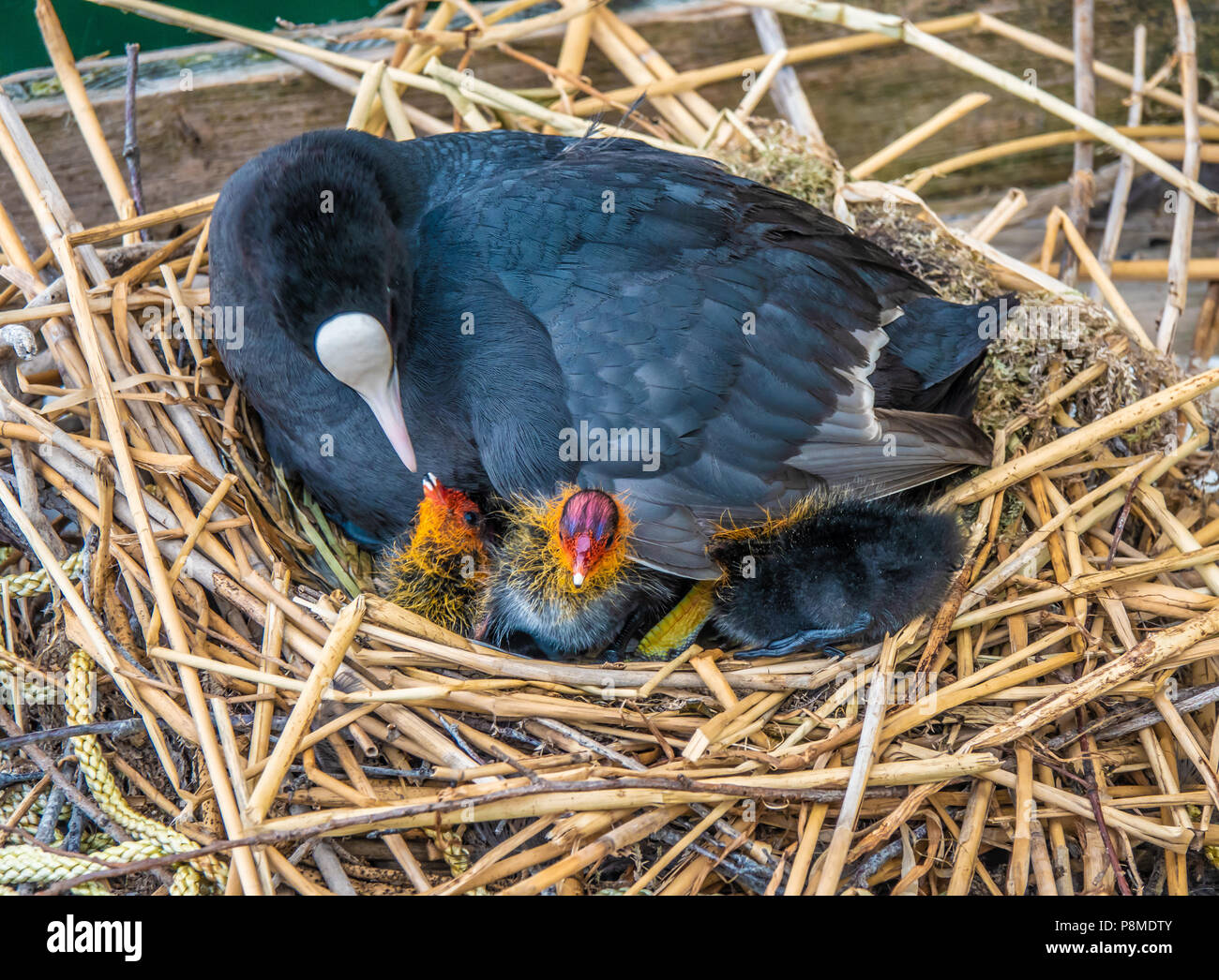 Chicken mother chicks nest hi-res stock photography and images - Alamy