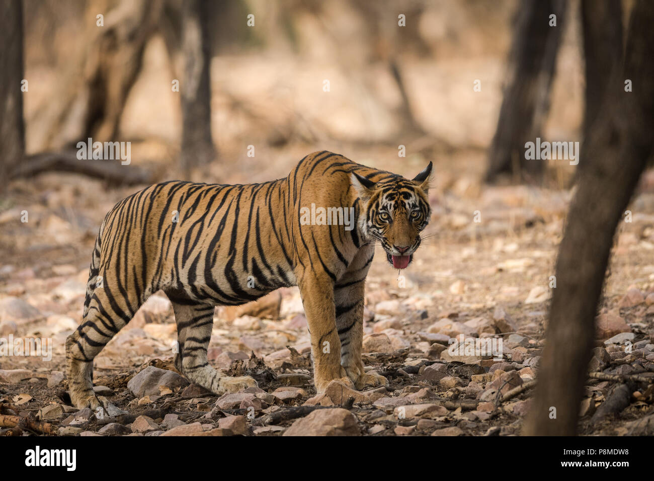 Straight extinction hi-res stock photography and images - Alamy