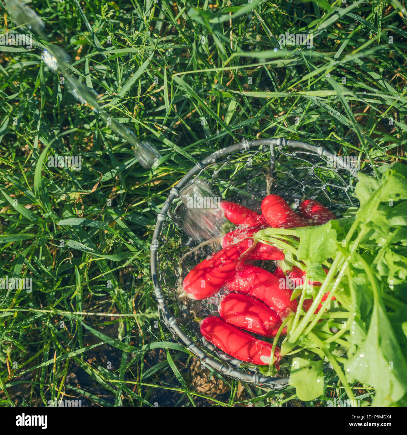 Fresh radish vegetables harvest crop water washing in the garden ...