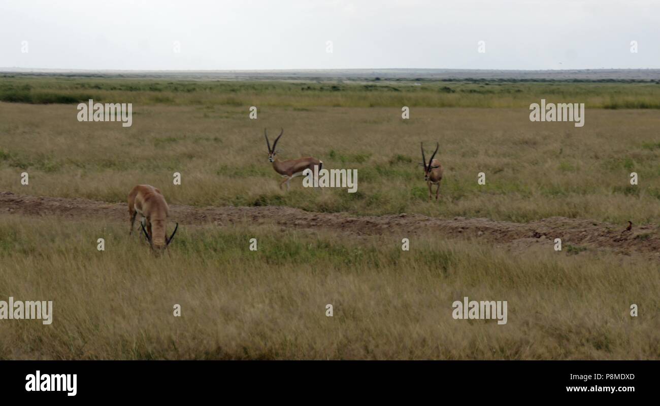wild living gazelle in the savanna of kenya Stock Photo - Alamy