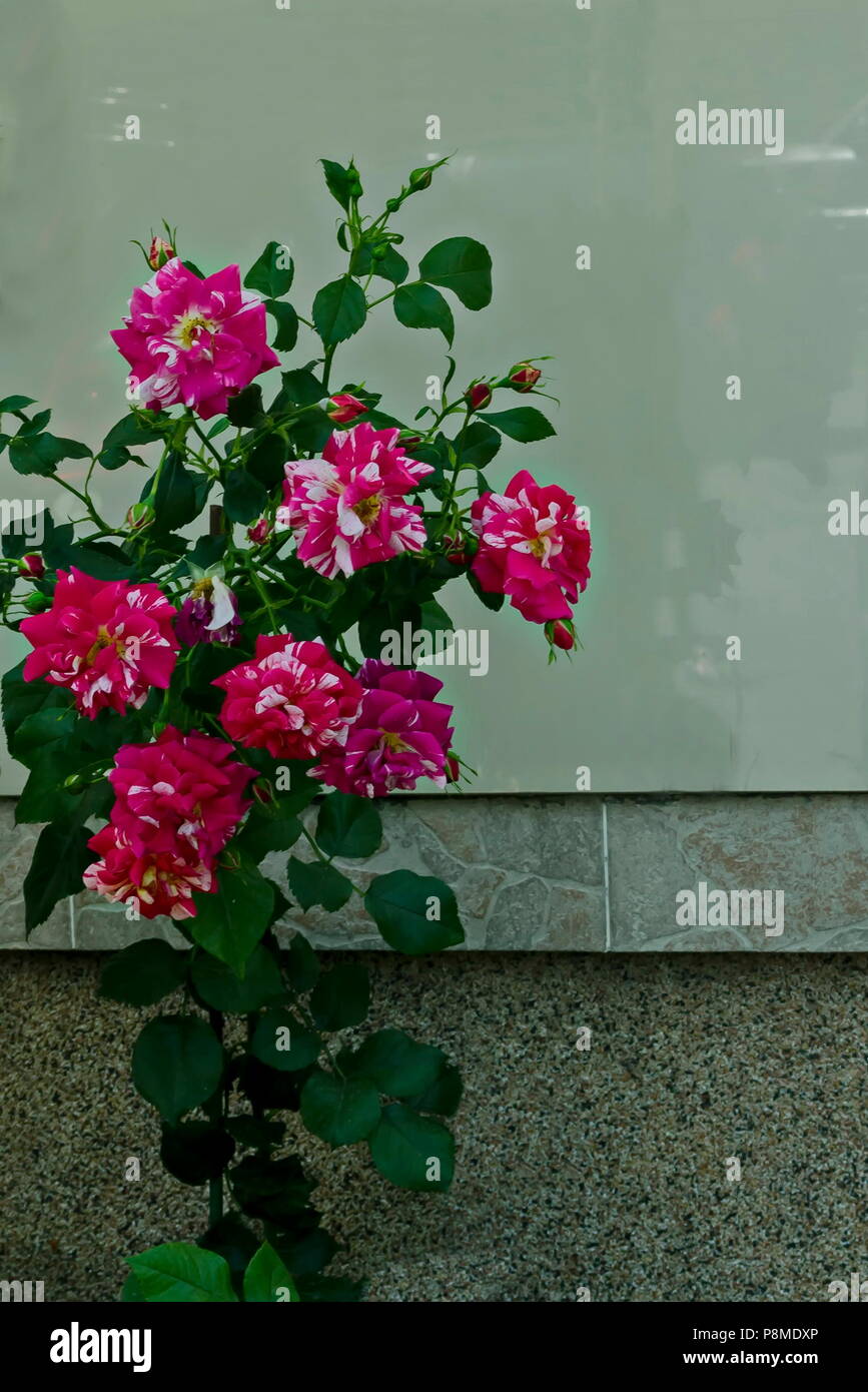 White rose garden memorial hi-res stock photography and images - Alamy