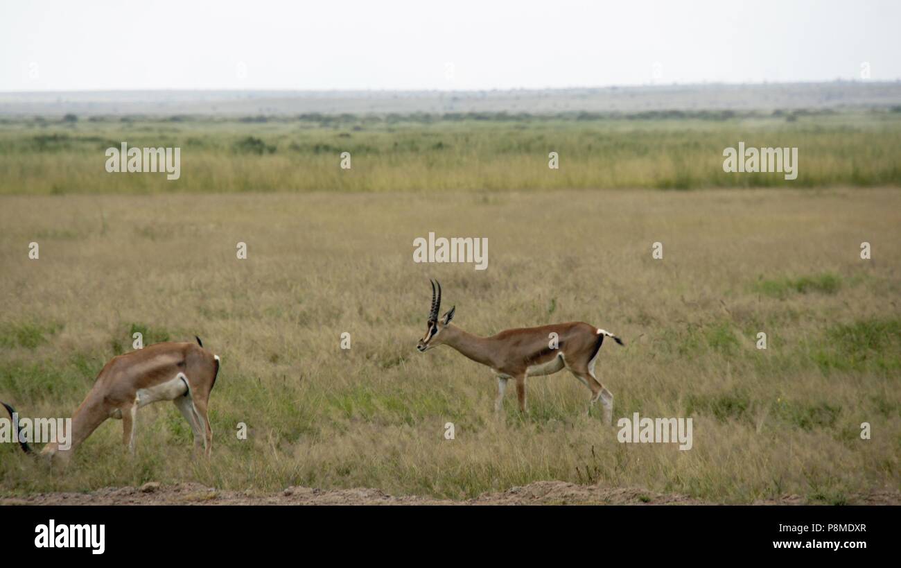 wild living gazelle in the savanna of kenya Stock Photo - Alamy