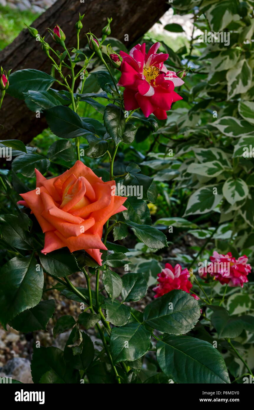 Orange rose bush in bloom at natural outdoor garden, Sofia, Bulgaria ...