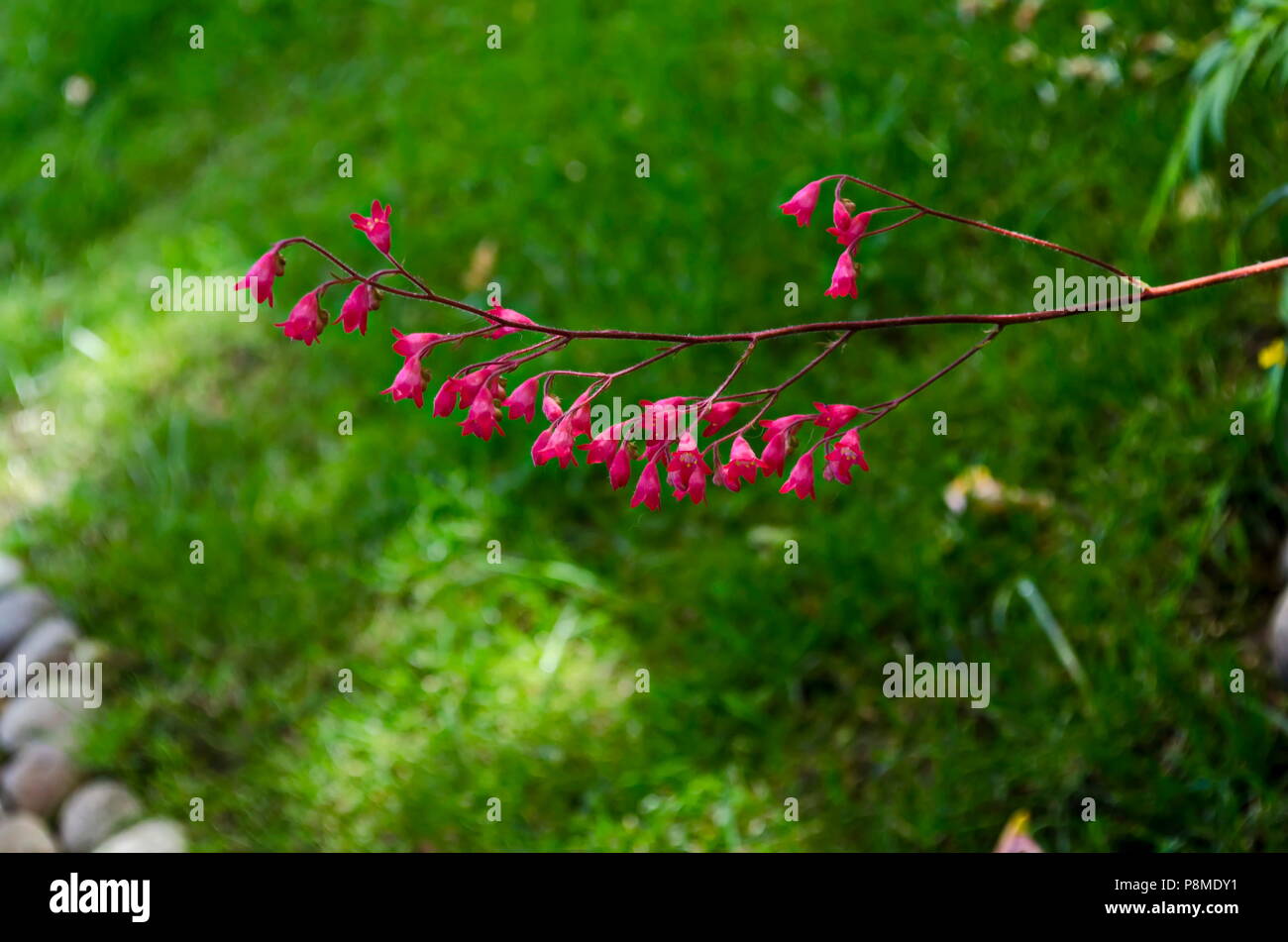 Pink flowers of heuchera, alumroot and coral bells with velvety petals ...