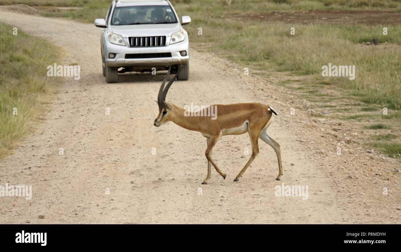 wild living gazelle in the savanna of kenya Stock Photo - Alamy