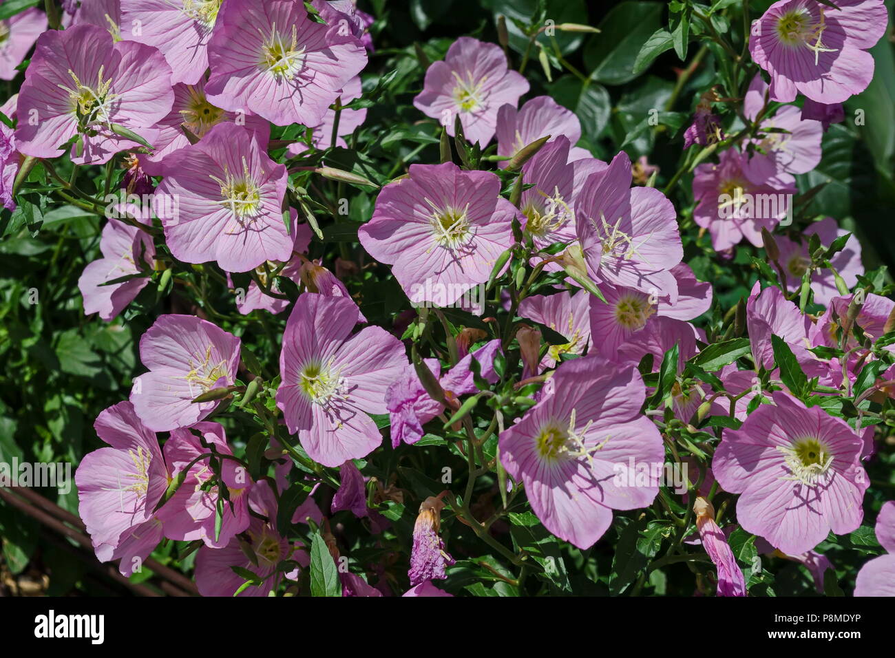 Pink evening primrose hi-res stock photography and images - Alamy