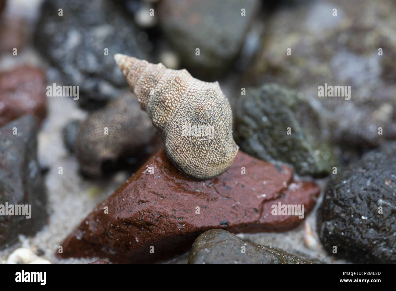 Sea Snails On Rocks High Resolution Stock Photography and Images - Alamy