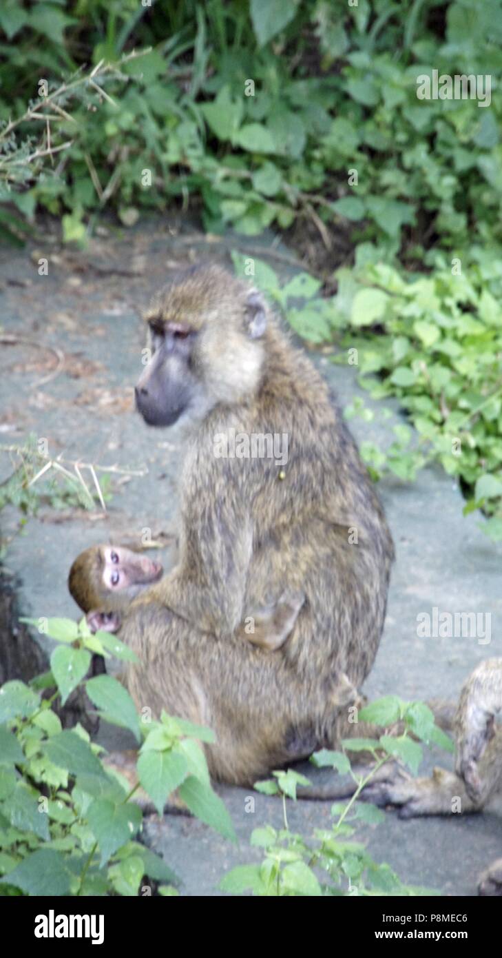 wild living baboon in the savanna of kenyan national park Stock Photo ...