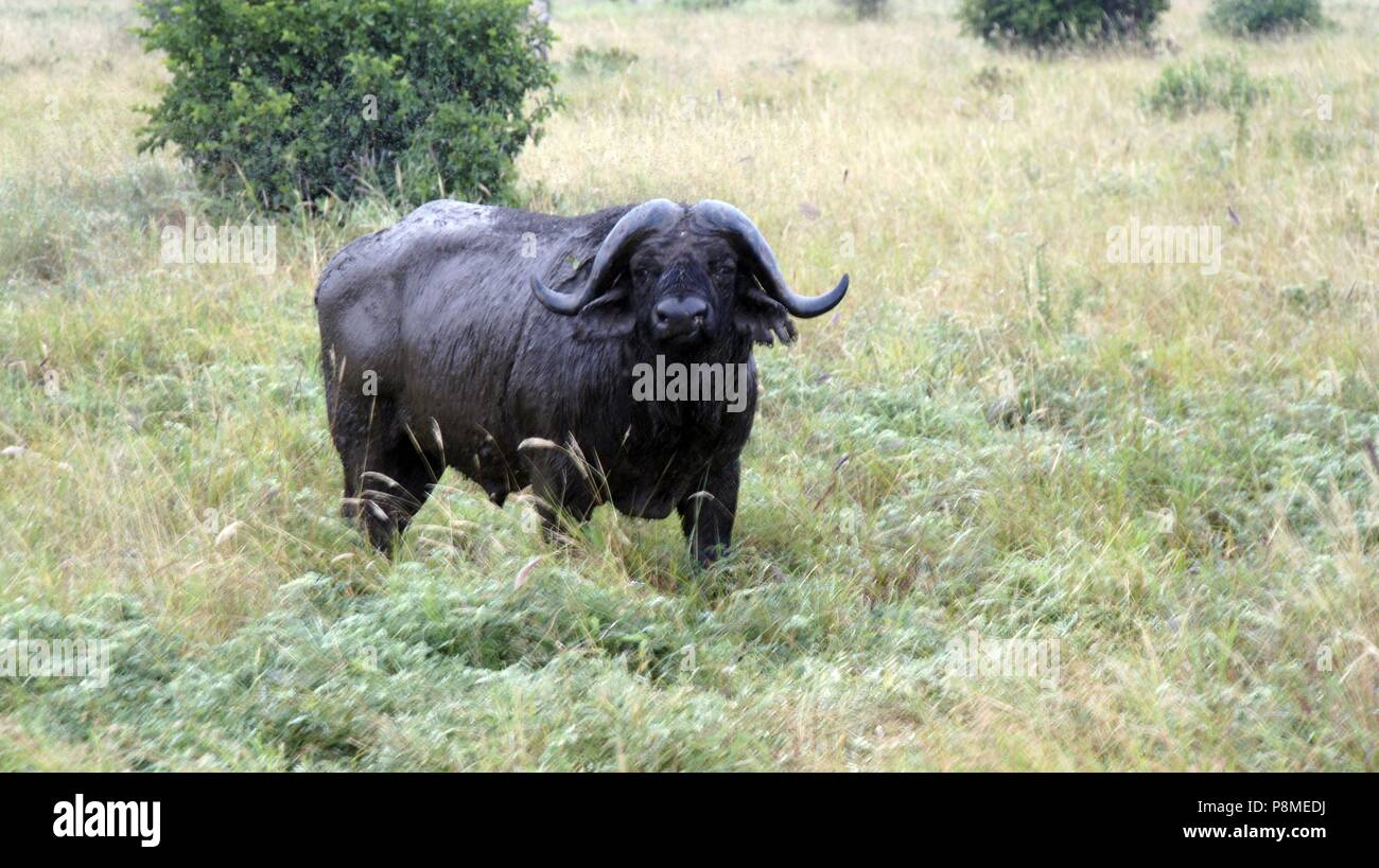 wild living buffalo in kenyan savanna Stock Photo - Alamy