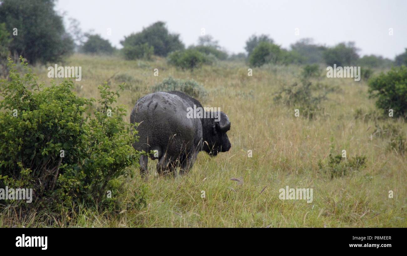 wild living buffalo in kenyan savanna Stock Photo - Alamy