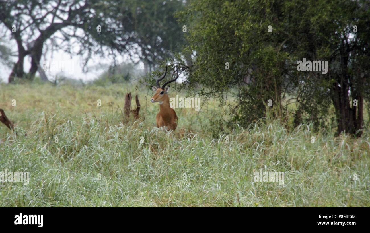 wild living gazelle in the savanna of kenya Stock Photo - Alamy