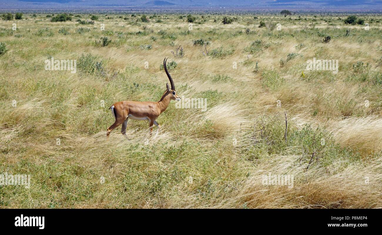 wild living gazelle in the savanna of kenya Stock Photo - Alamy