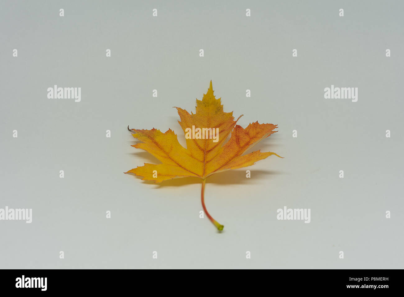 colorful autumn maple leaf isolated on white background Stock Photo - Alamy