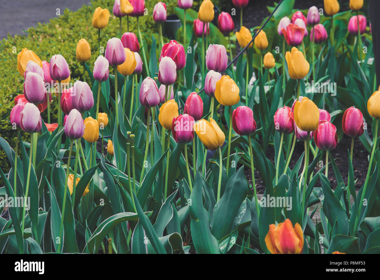 Toronto tulips hi-res stock photography and images - Alamy