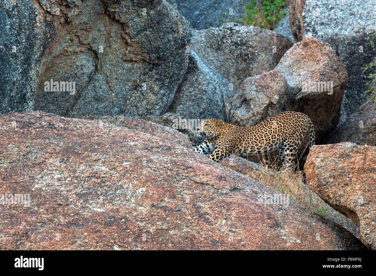 Wild Indian leopard or Panthera pardus fusca at Bera in Rajasthan in ...