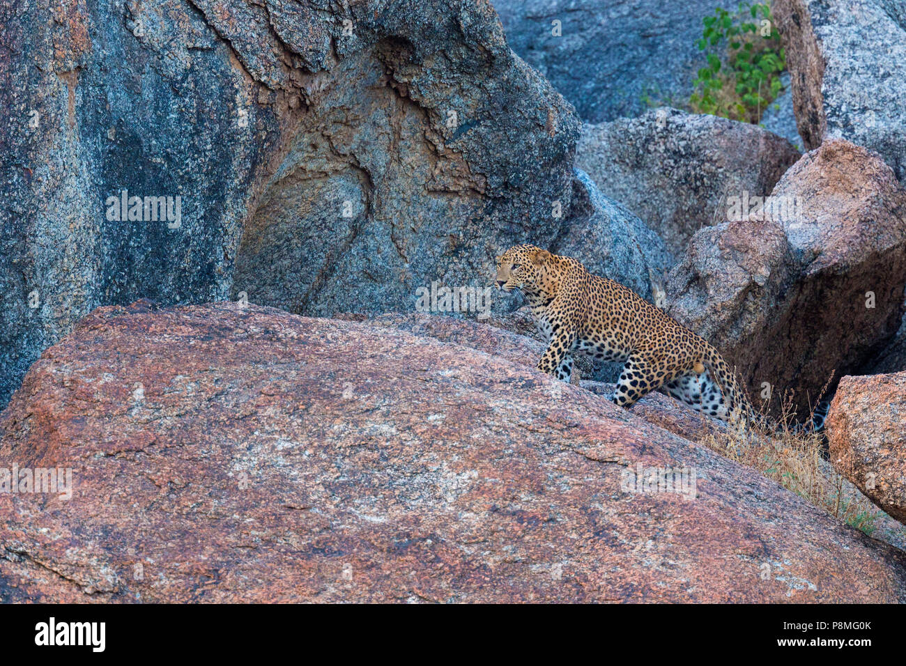 Wild Indian leopard or Panthera pardus fusca at Bera in Rajasthan in ...